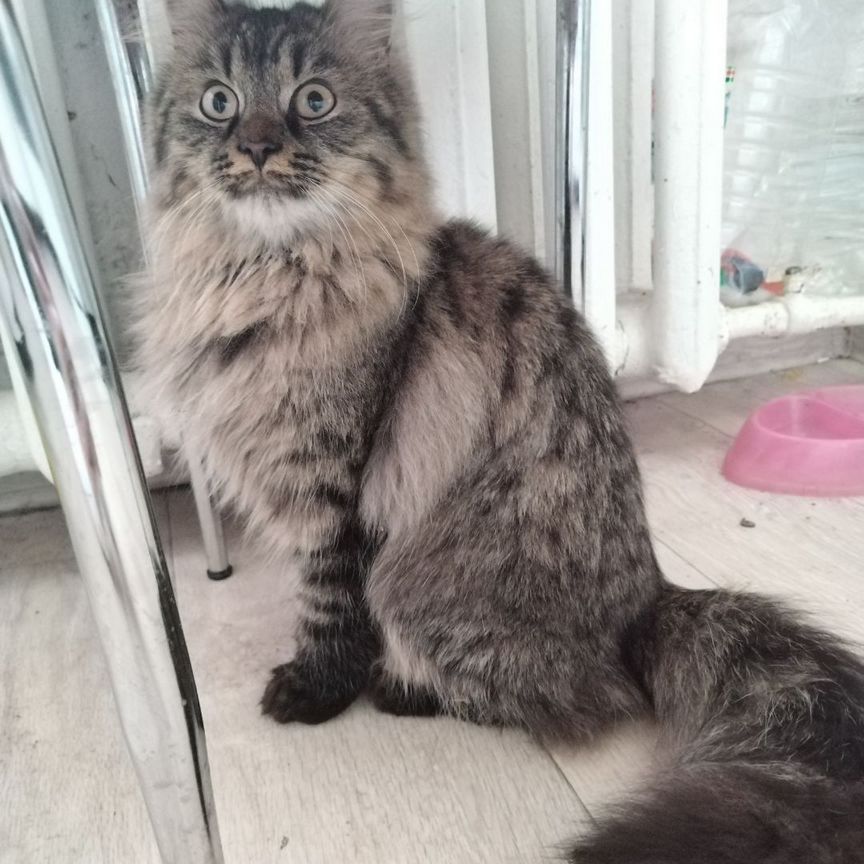 Кот
