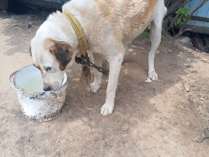 Кавказская овчарка- алабай