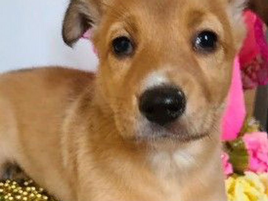 Красавица щенуля 1,5 м, могла не выжить