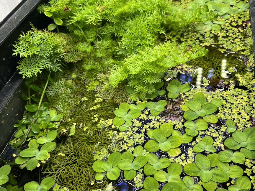 Водоросли для аквариума