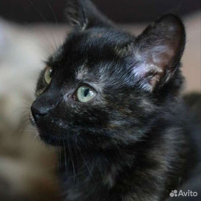 Котёнок девочка мечтает найти семью