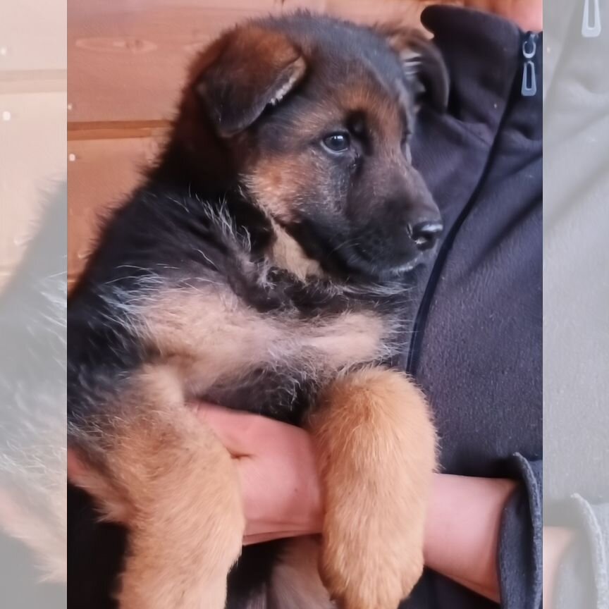 Немецкая овчарка, щенок