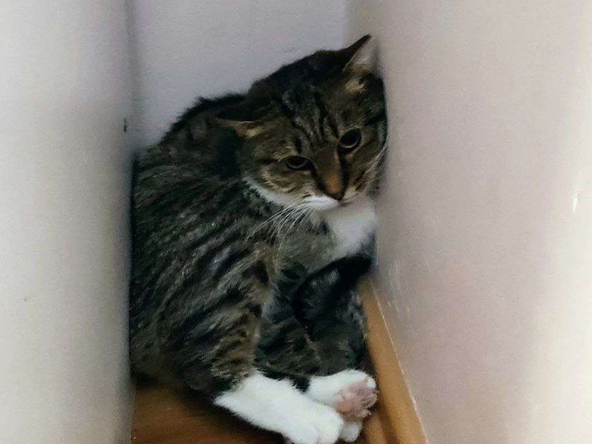 Бедная кошечка Маша