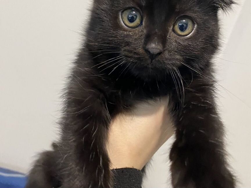 Шотланский котенок метис