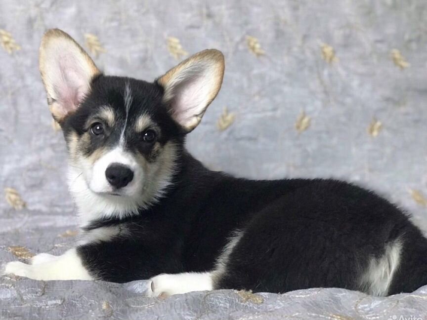 Вельш-корги пемброк щенки