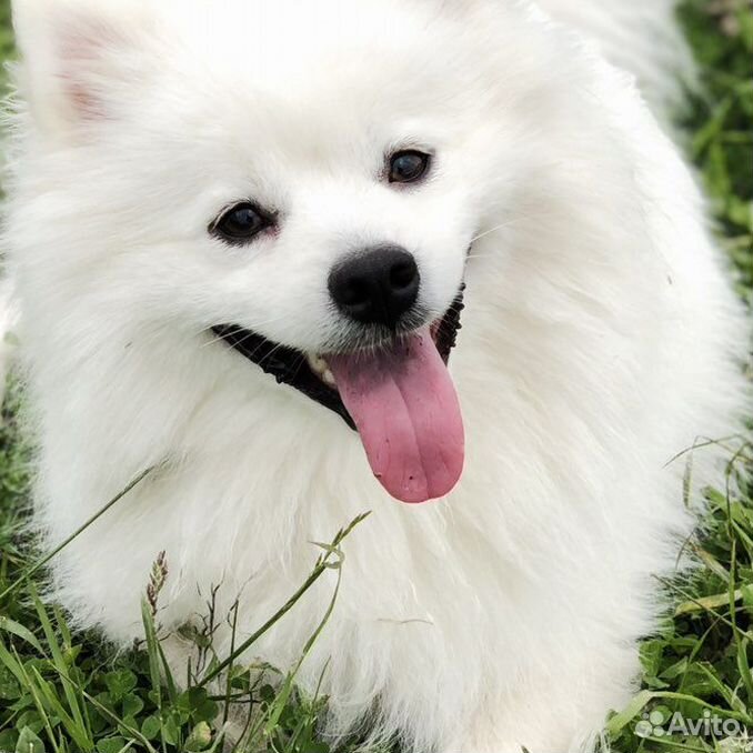 Вязка немецский шпиц