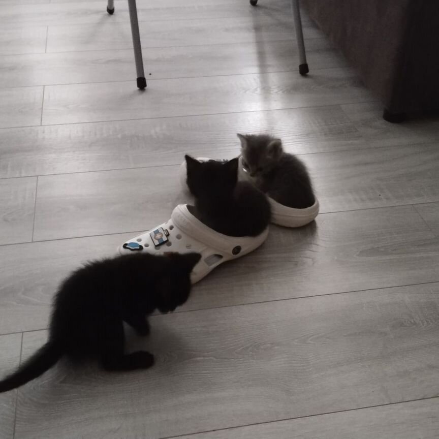 Котята в добрые руки бесплатно