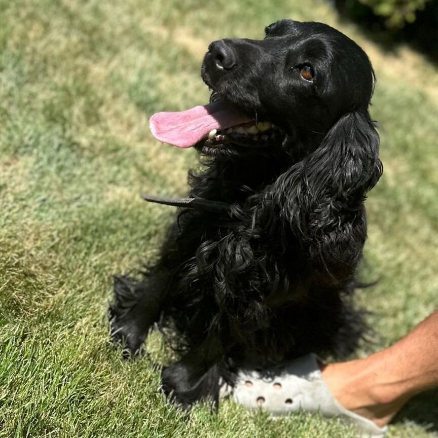 Русский спаниель вязка