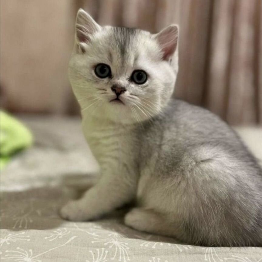 Котята