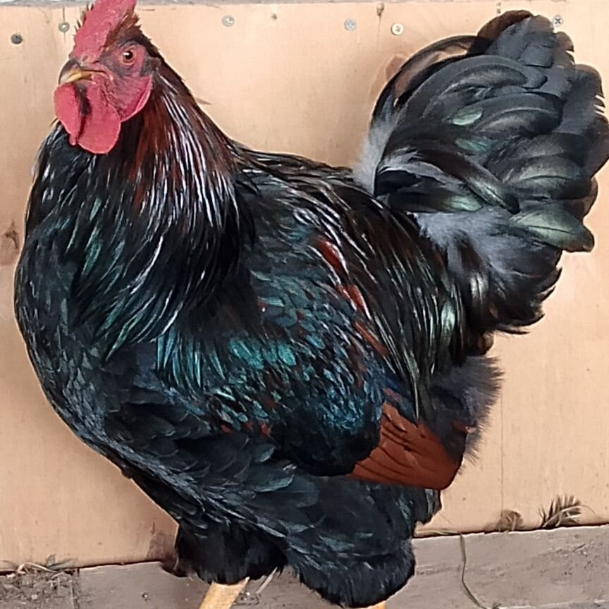 Бенефельдоры петушки