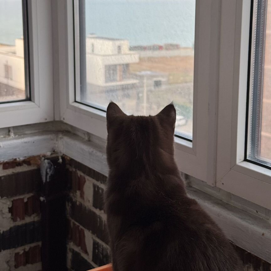 Шотландский вислоухий короткошёрстный котёнок