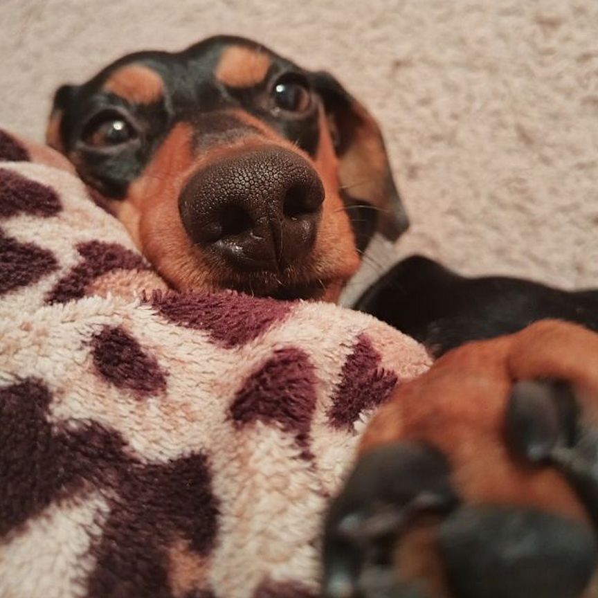 Карликовая такса, взрослый пёс