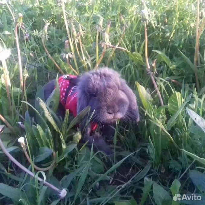 Кролик декоративный голубой вислоухий