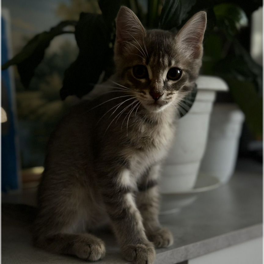 Котенок в добрые руки