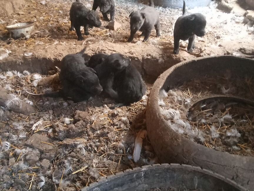 Австралийский келпи