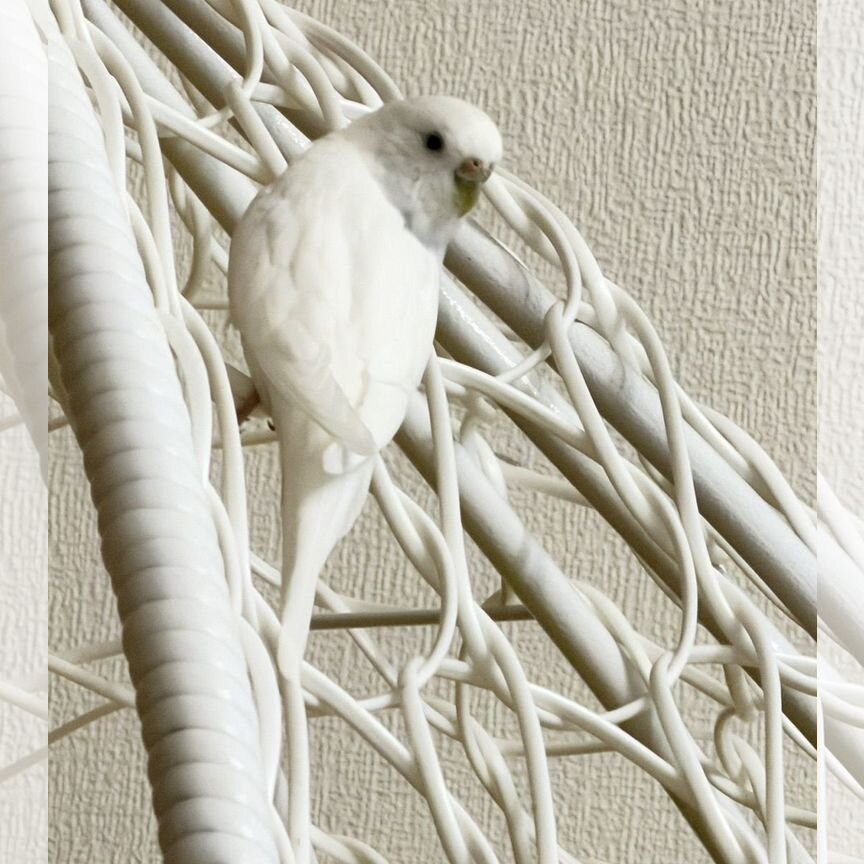 Волнистый попугай