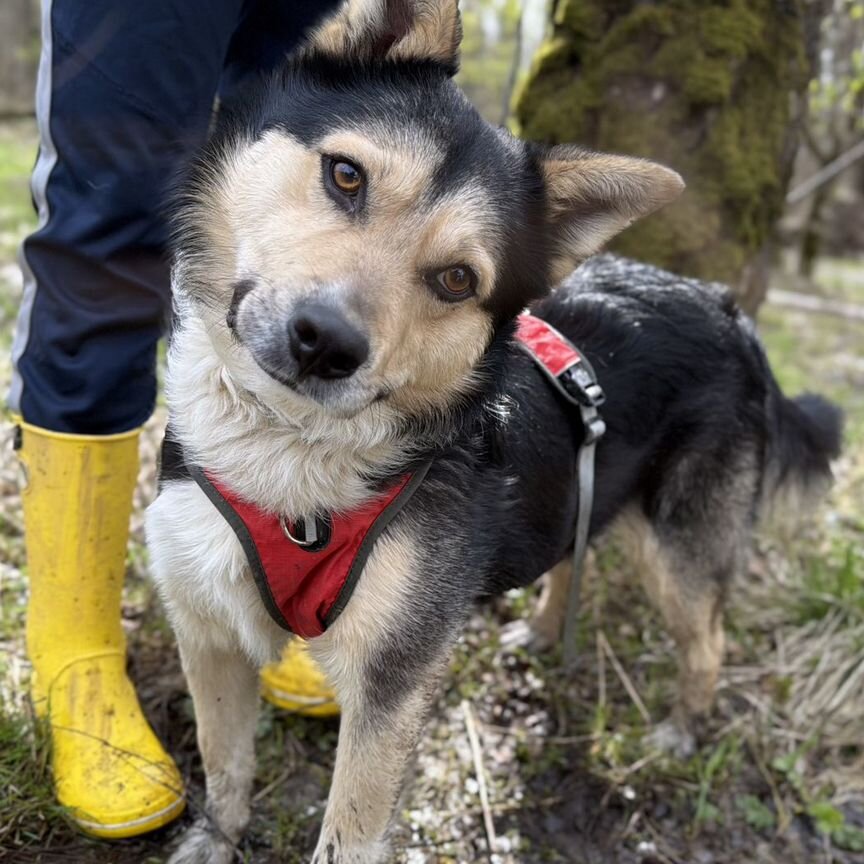 Взрослый пёс в добрые руки