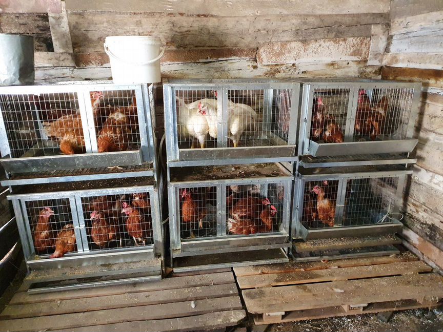 Клетки для кур