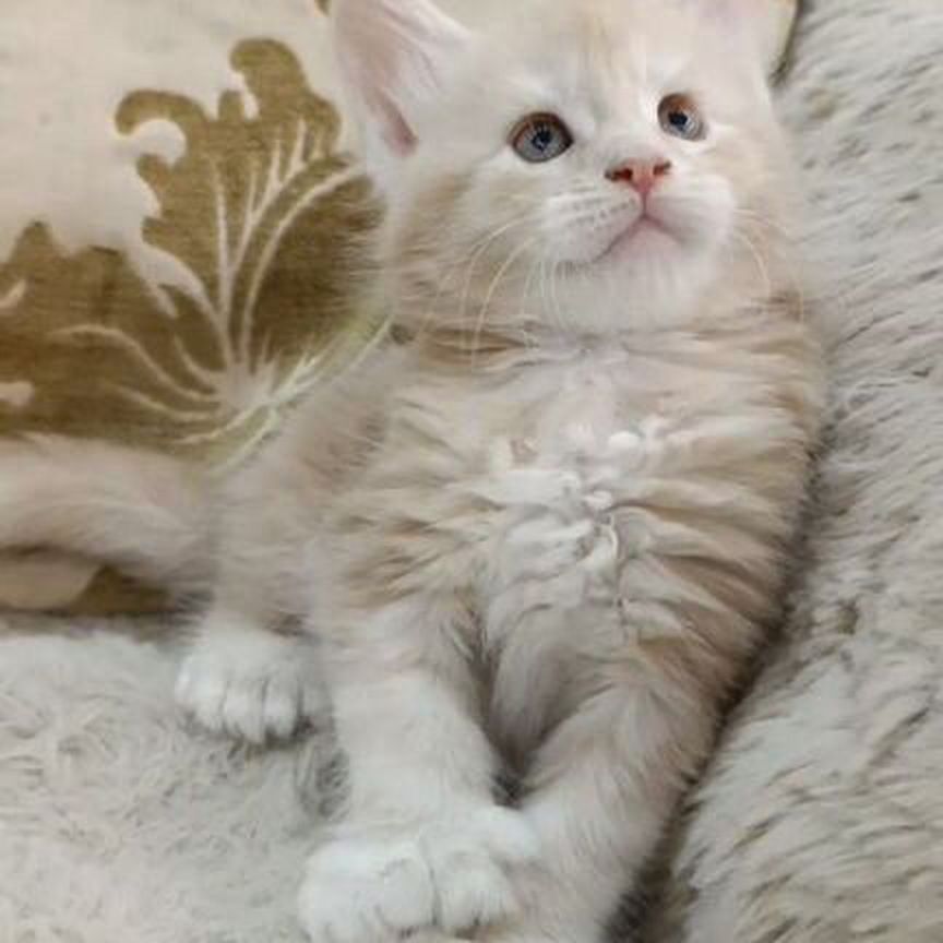 Котята Мейн Кун полидакты с документами