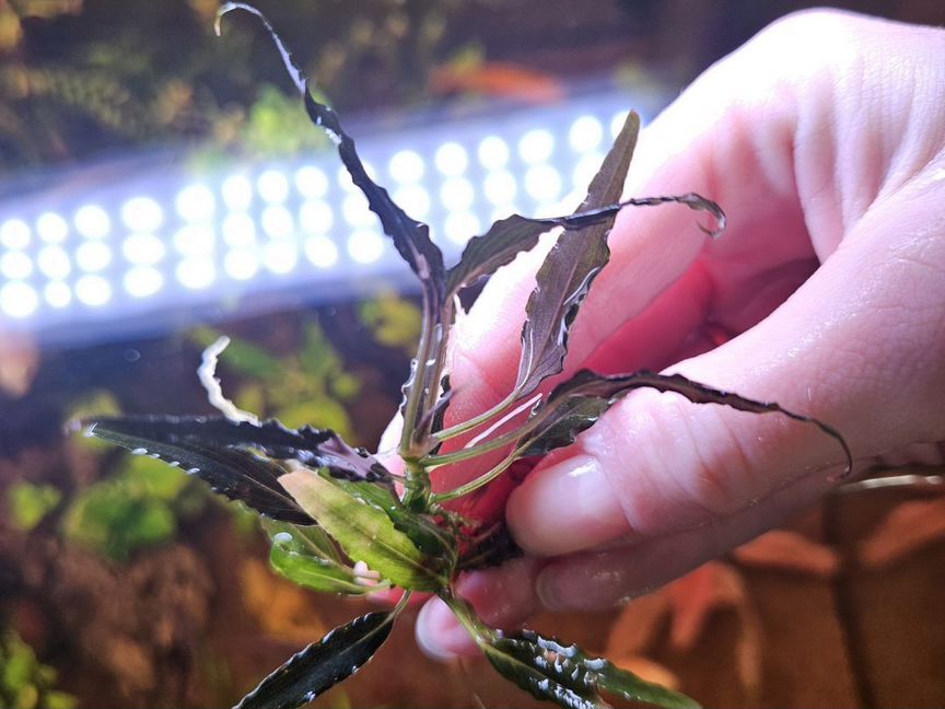 Аквариумные растения Шизматоглотис и Анубиас Пинто