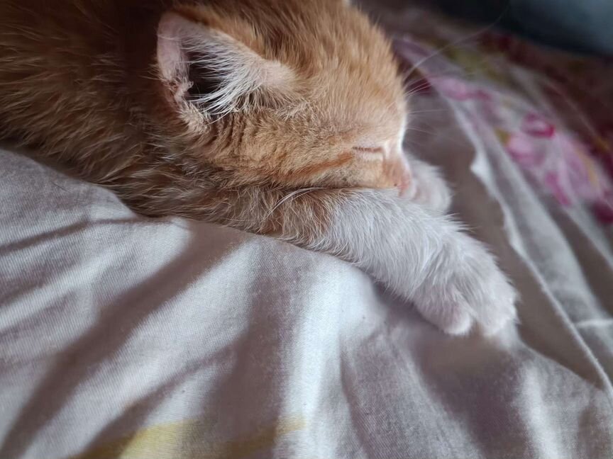 Кошка в дар бесплатно
