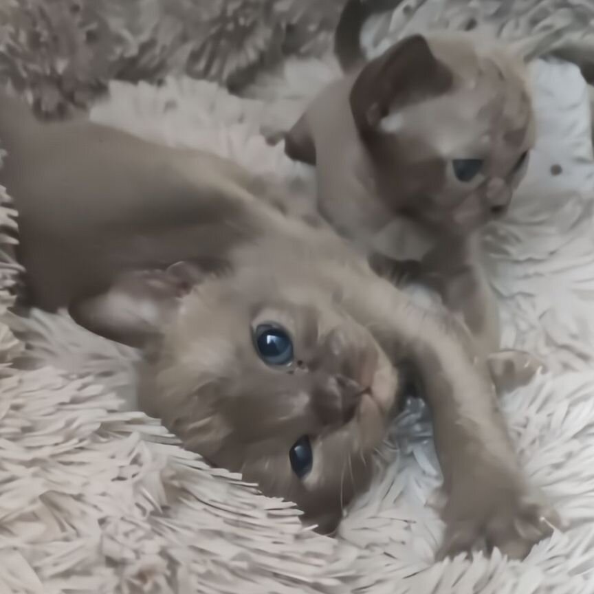 Европейский бурманский котёнок