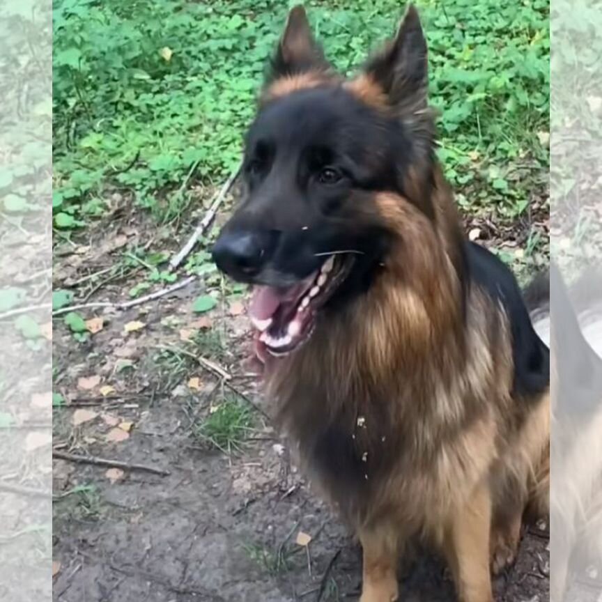 Немецкая овчарка, взрослая собака