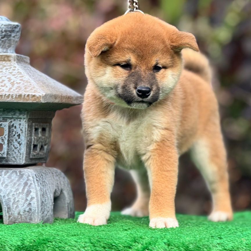 Отличная малышка может стать вашей