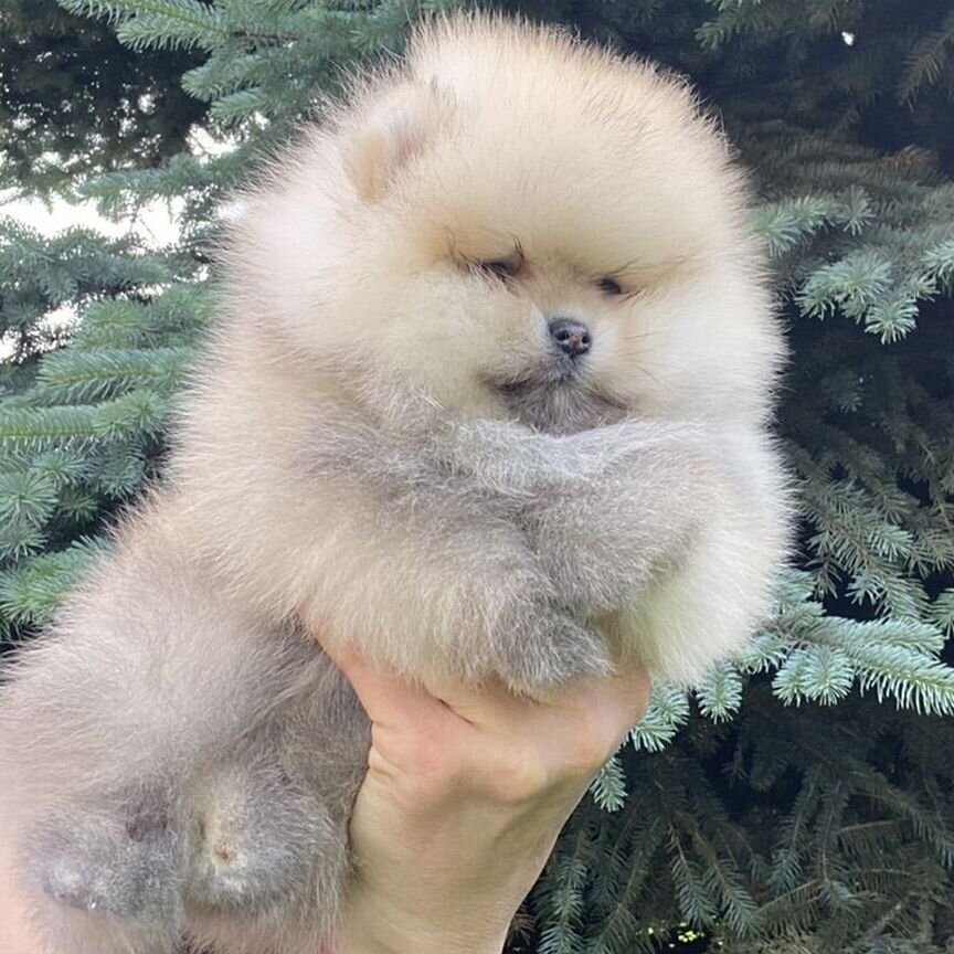 Померанский шпиц, щенок