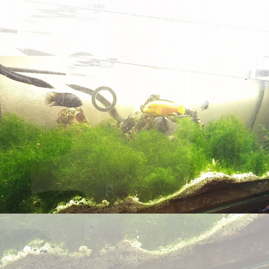 Ричия для аквариума