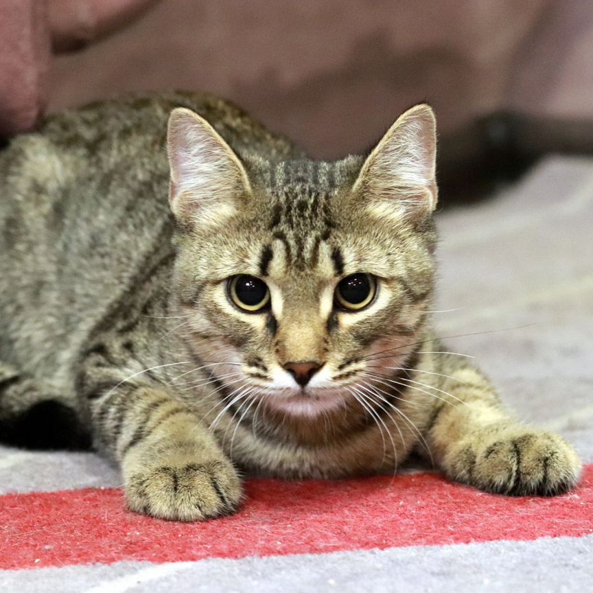 Чарли ищет дом