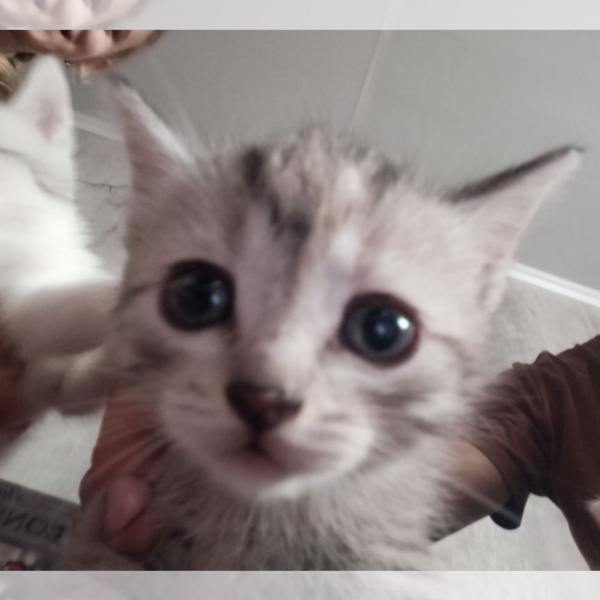 Котёнок в добрые руки