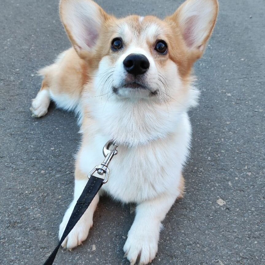 Отдам бесплатно собаку вельш корги пемброк