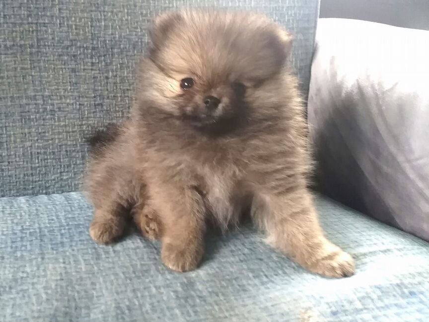 Померанский шпиц