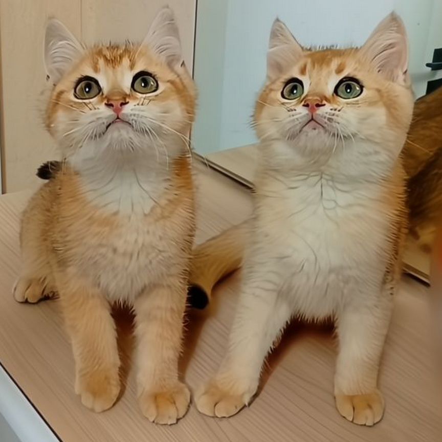 Шотландский прямоухий короткошёрстный котёнок