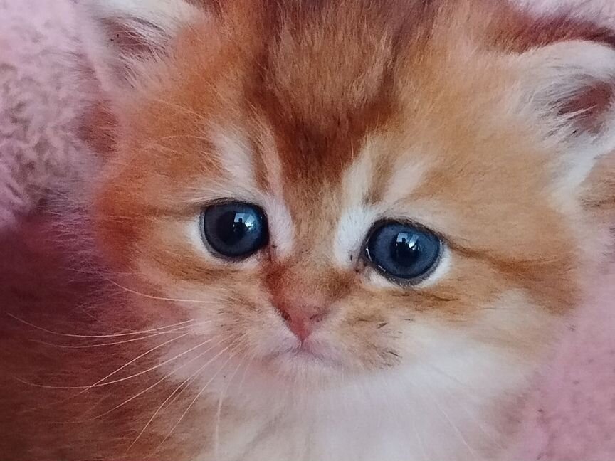 Золотая шиншилла