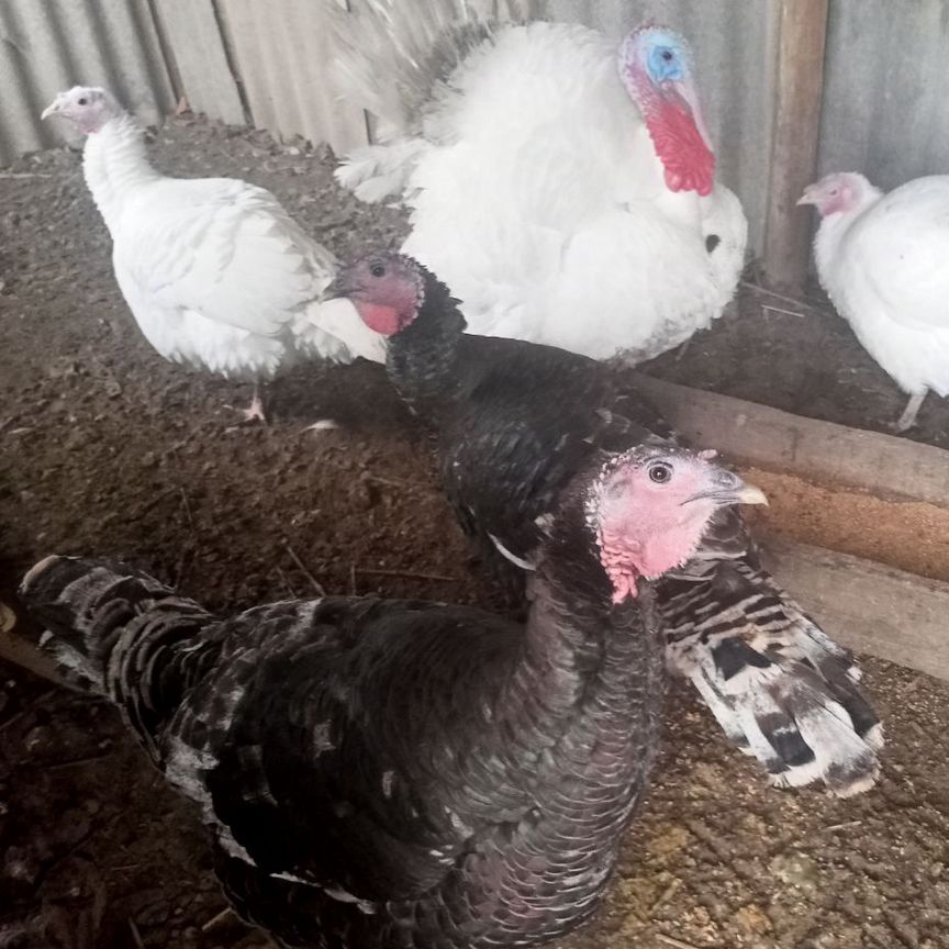 Индюки домашние на мясо