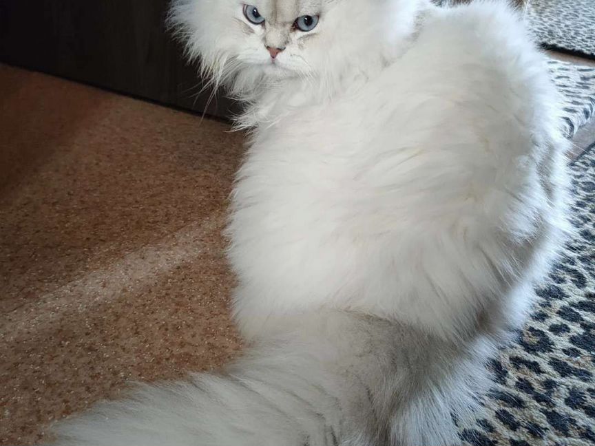 Британский длинношёрстный кот
