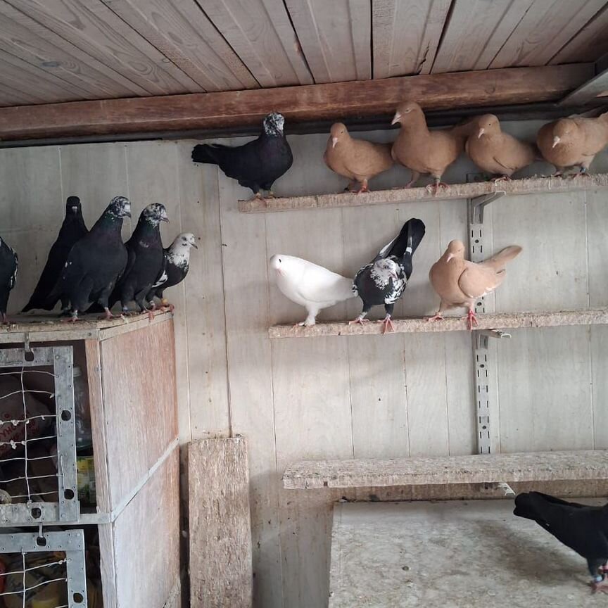 Голуби бакинские чили черные, желтые