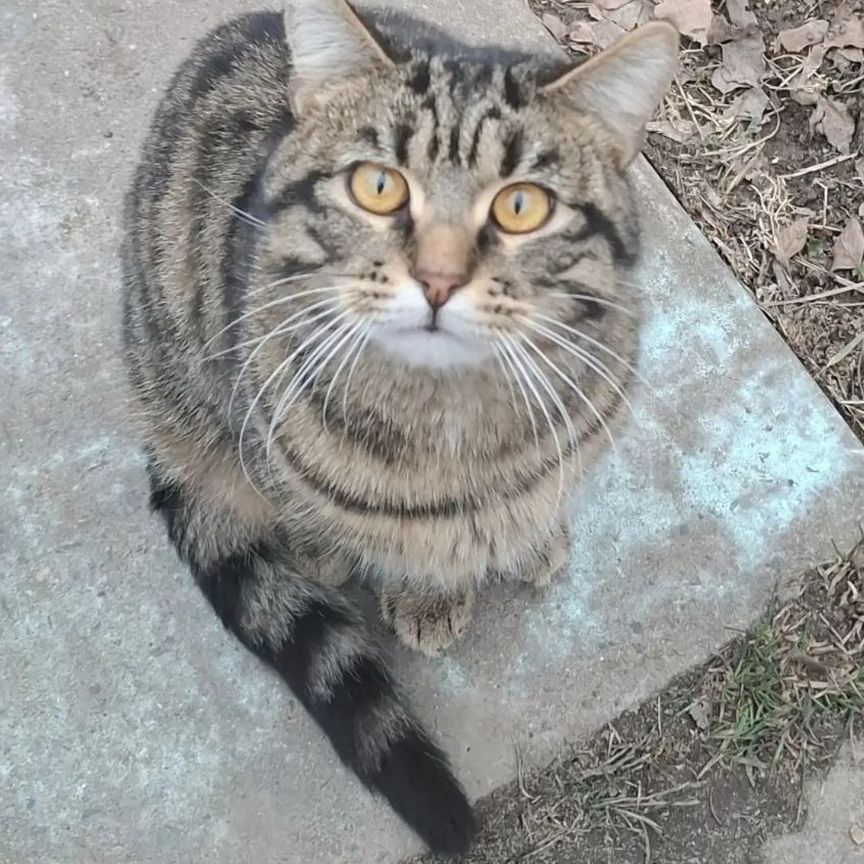 Взрослый кот в добрые руки