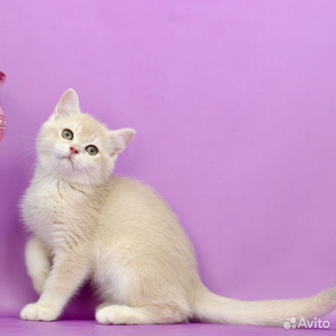 Британская золотая лиловая шиншилла шелл cy12