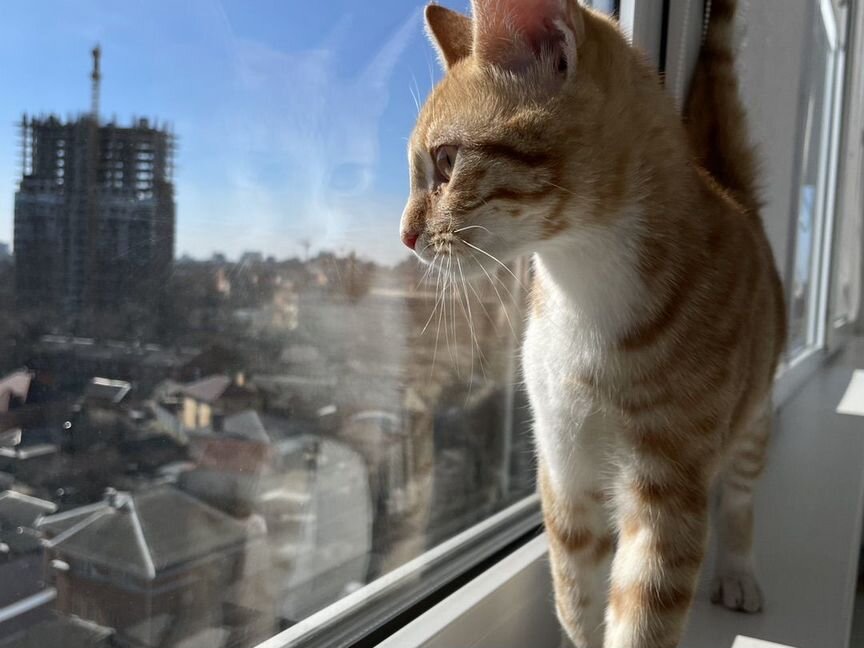 Сириус котенок