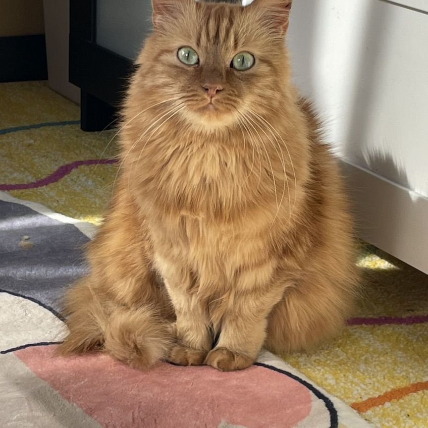 Кошка в добрые руки