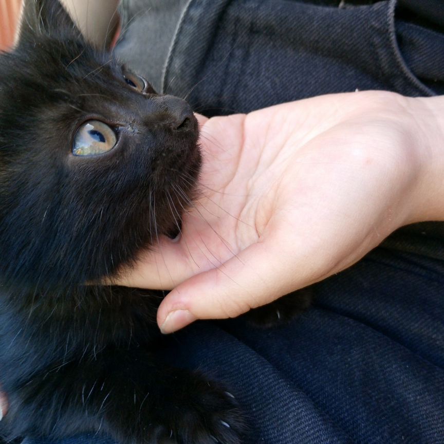 Чёрные котята