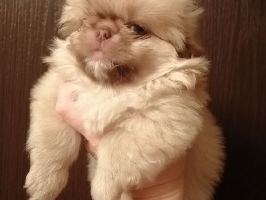 Щенки пекинеса