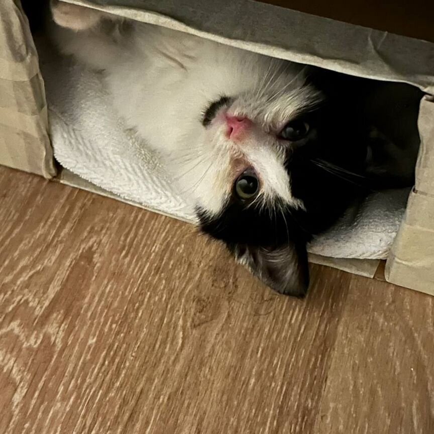 Котёнок в добрые руки