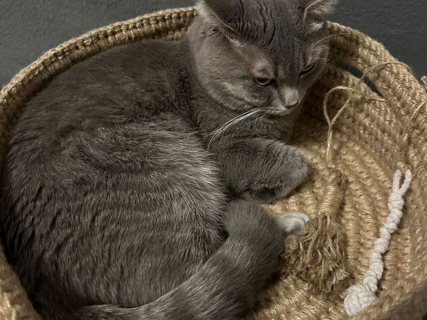 Лежанка для кошек из джута