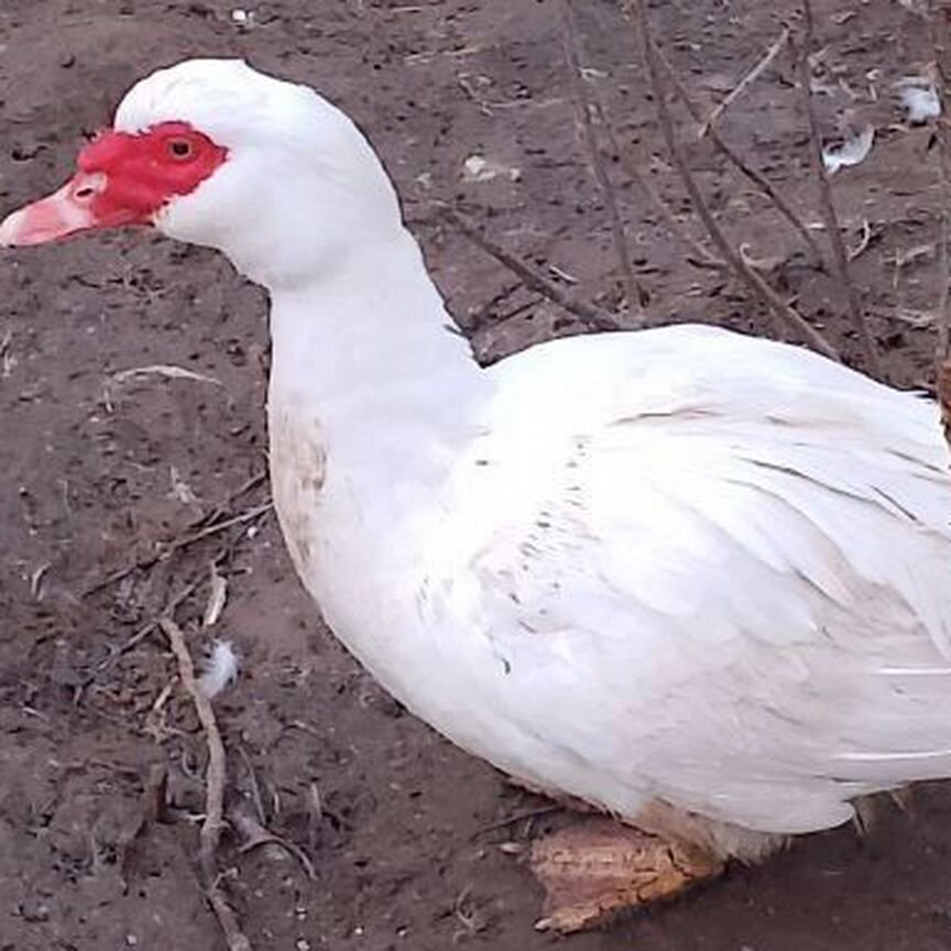 Селезень индоутки тяжёлой линии