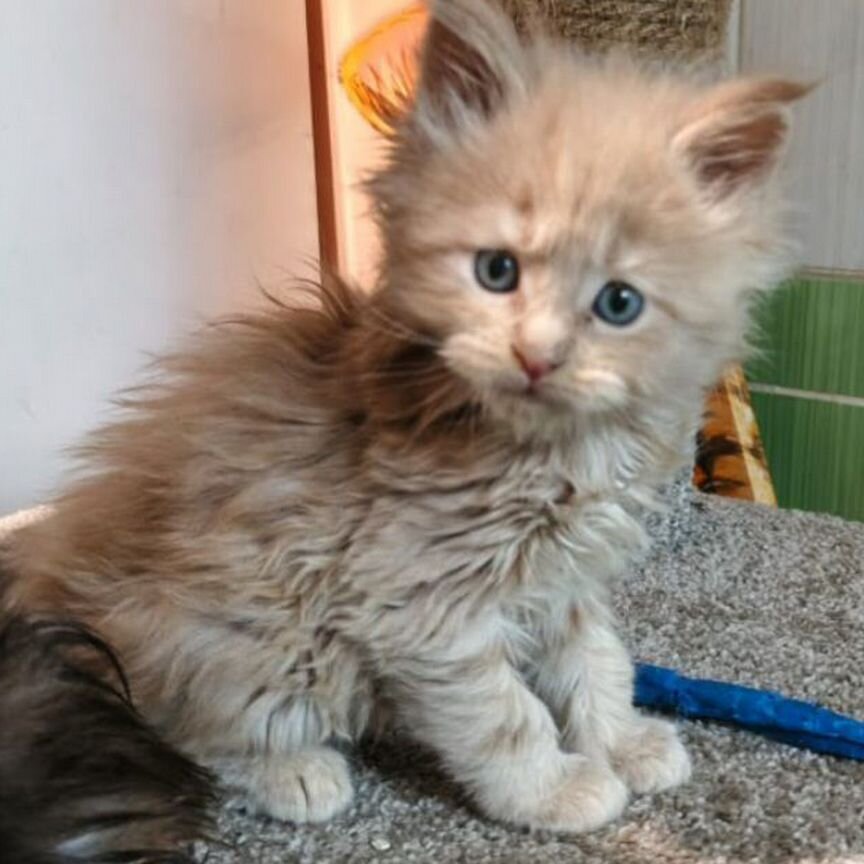 Мейн-кун котёнок