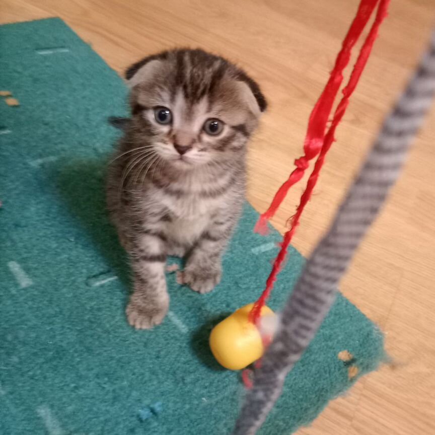 Шотландская вислоухая